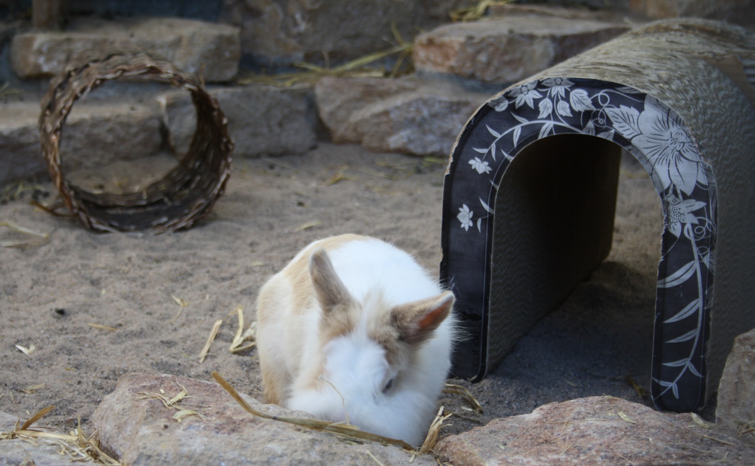 Haltung von Kaninchen