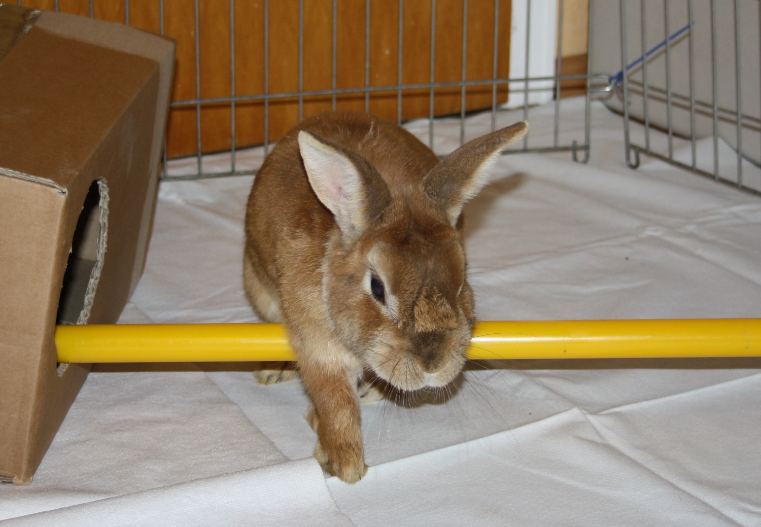 Beschäftigung für Stallhasen