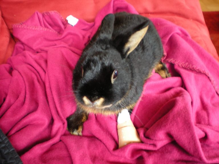 Knochenbruch beim Kaninchen: So Brüche erkennen und schnell helfen!