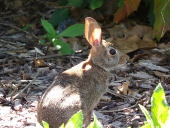 So lebt das Wildkaninchen in der Natur: Meist in Gruppen mit 10 Tieren