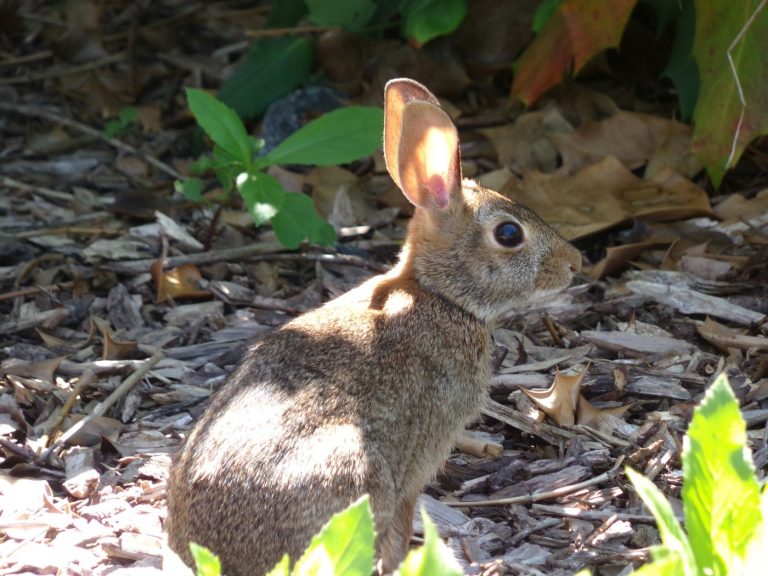 So lebt das Wildkaninchen in der Natur: Meist in Gruppen mit 10 Tieren