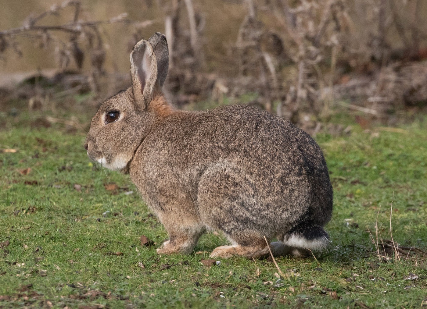 So lebt das Wildkaninchen in der Natur: Meist in Gruppen mit 10 Tieren